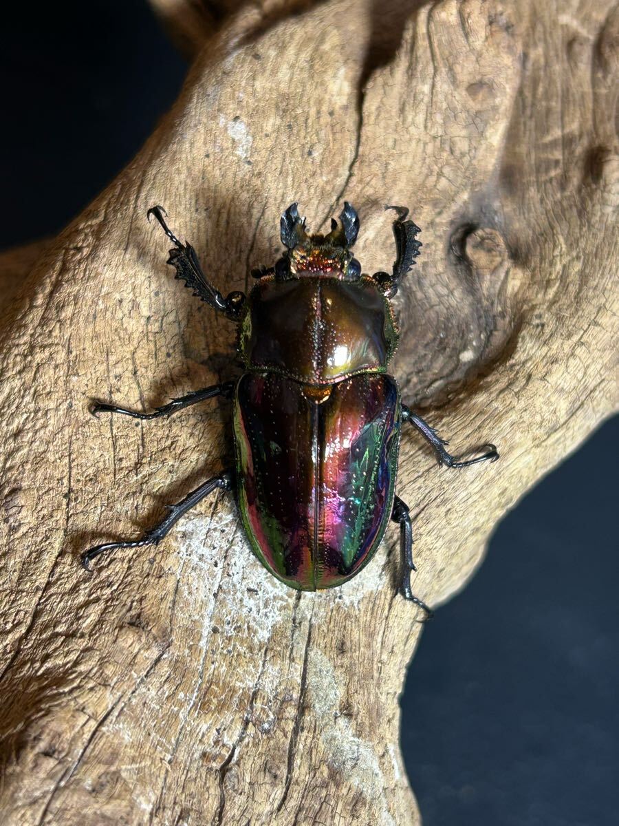 Yahoo!オークション - 極上 種親 RTN 本家 ♂54ミリ レッドピカール ト...