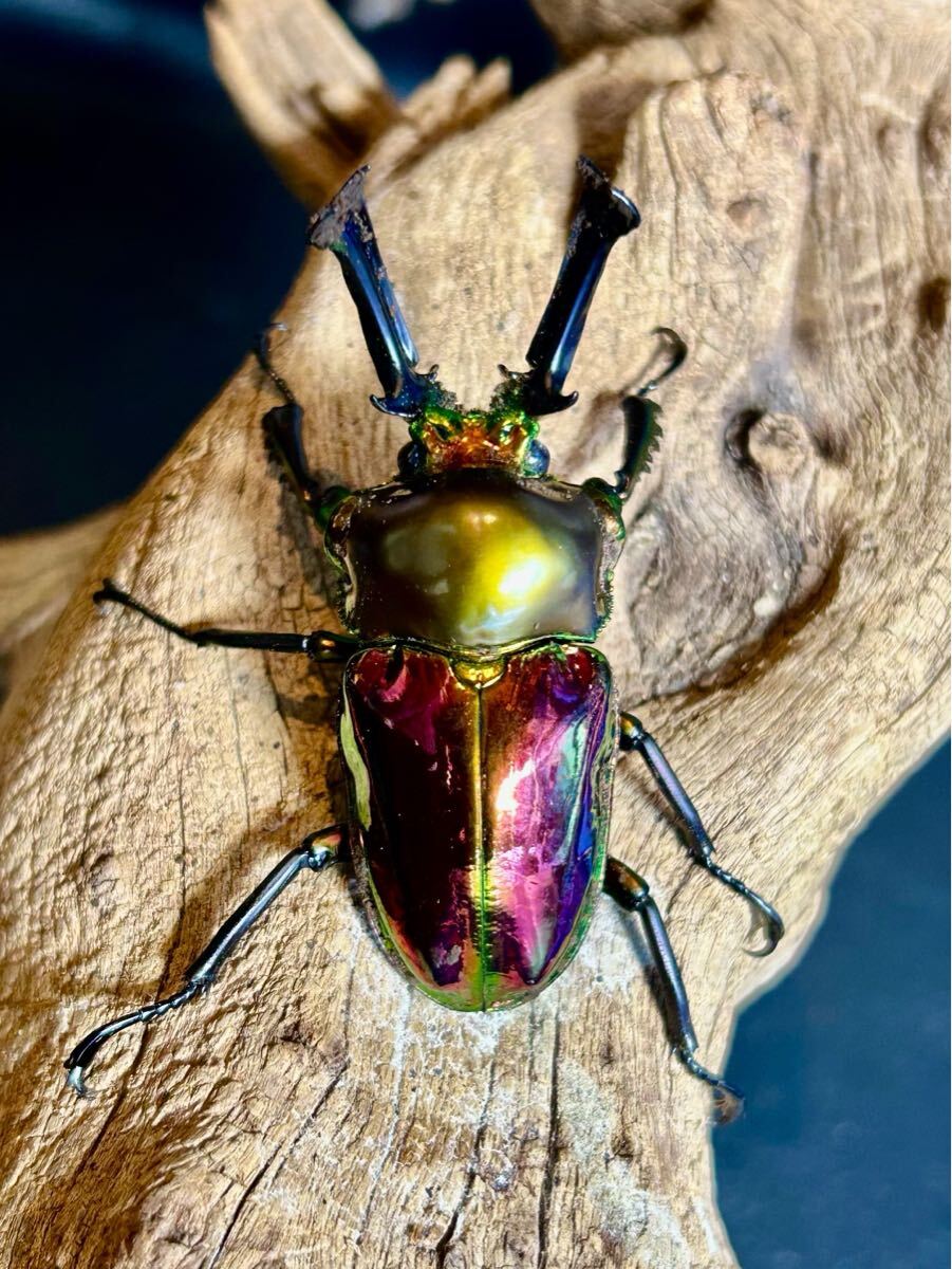 Yahoo!オークション - 極上 種親 RTN 本家 ♂54ミリ レッドピカール ト...