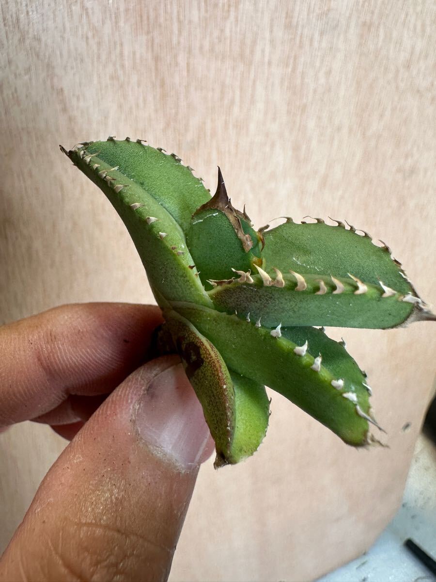 Yahoo!オークション - 【FJ Agave】59アガベ圓葉鰐亀 tc株