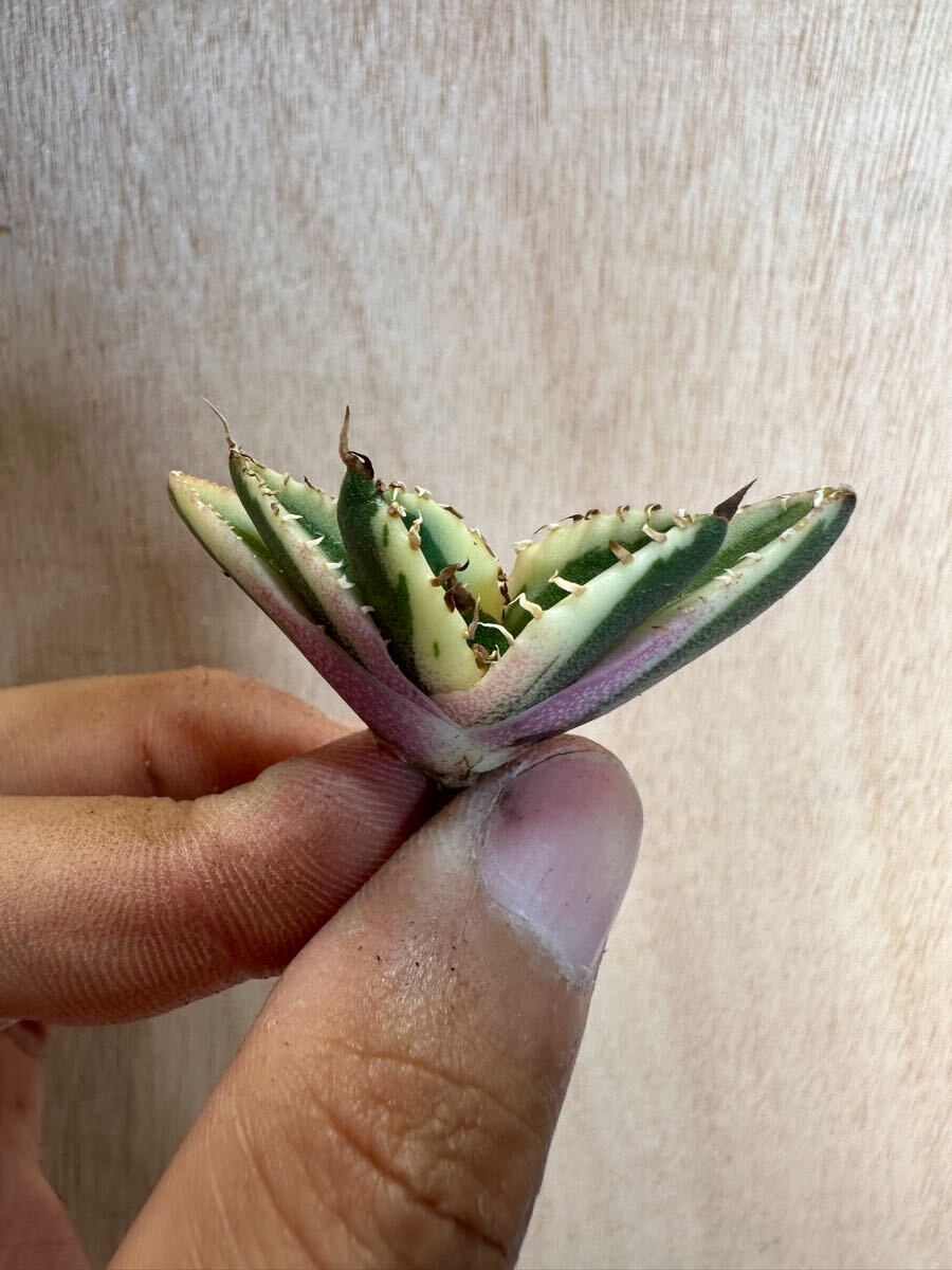 Yahoo!オークション - 【FJ Agave】a71アガベ チタノタ 魔丸錦 極上斑...