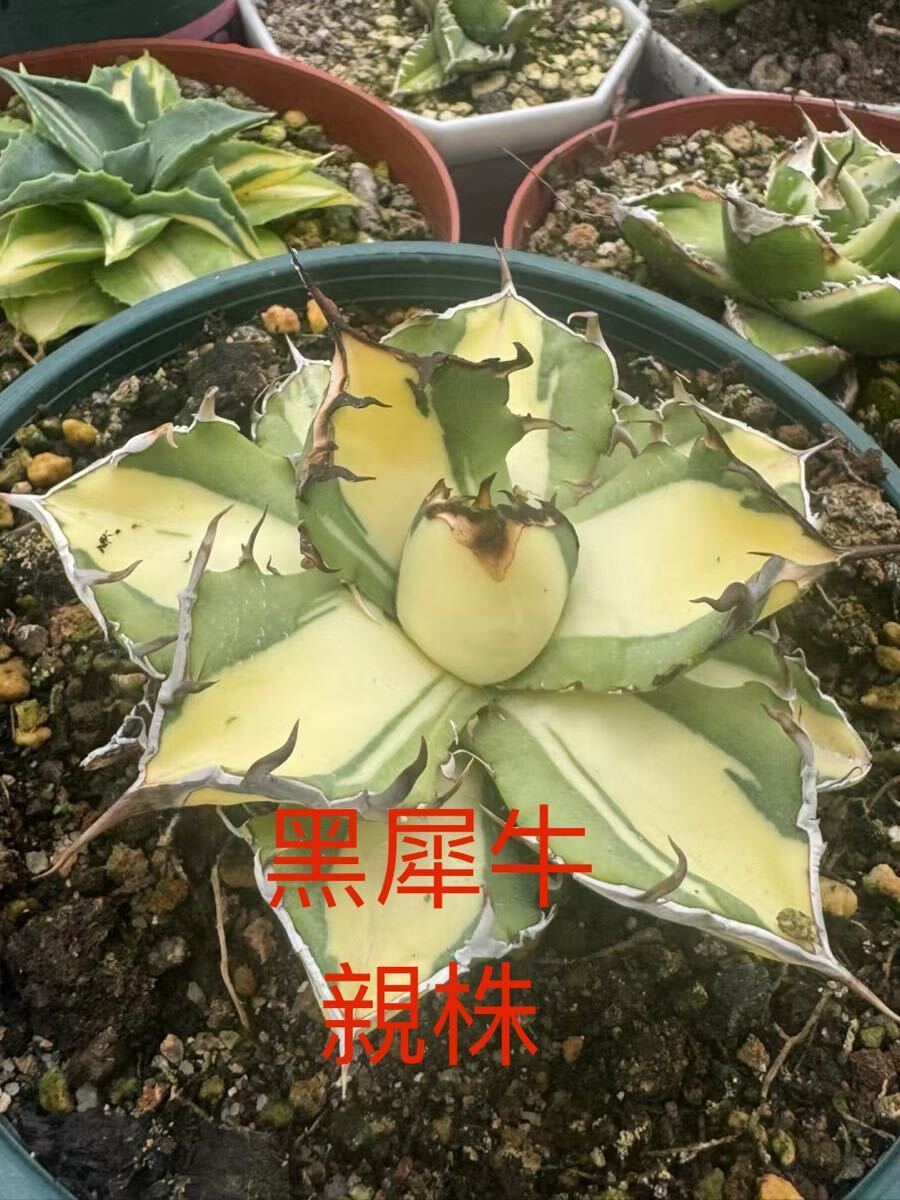 Yahoo!オークション - 【FJ Agave】q28アガベ チタノタ 黑犀牛錦 黄 中...