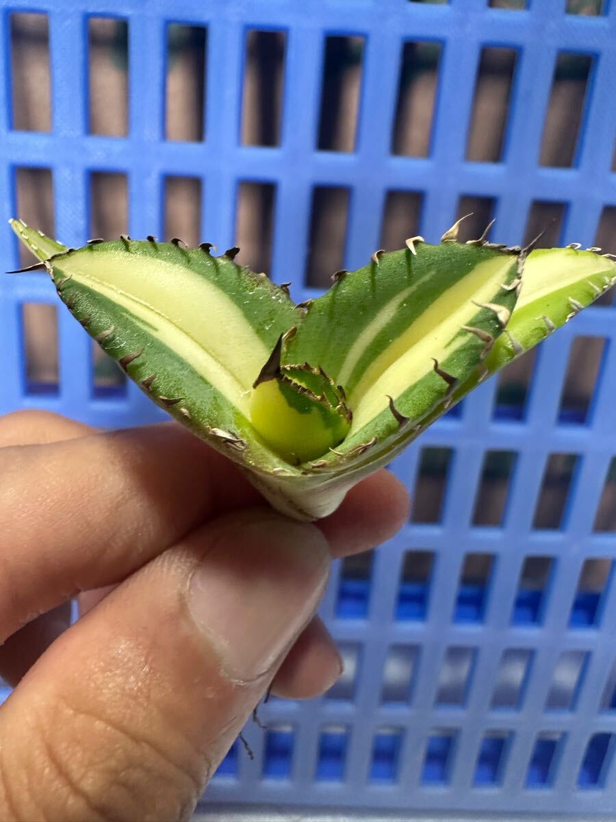 Yahoo!オークション - 【FJ Agave】q78アガベ チタノタ 太陽神錦 黄中...