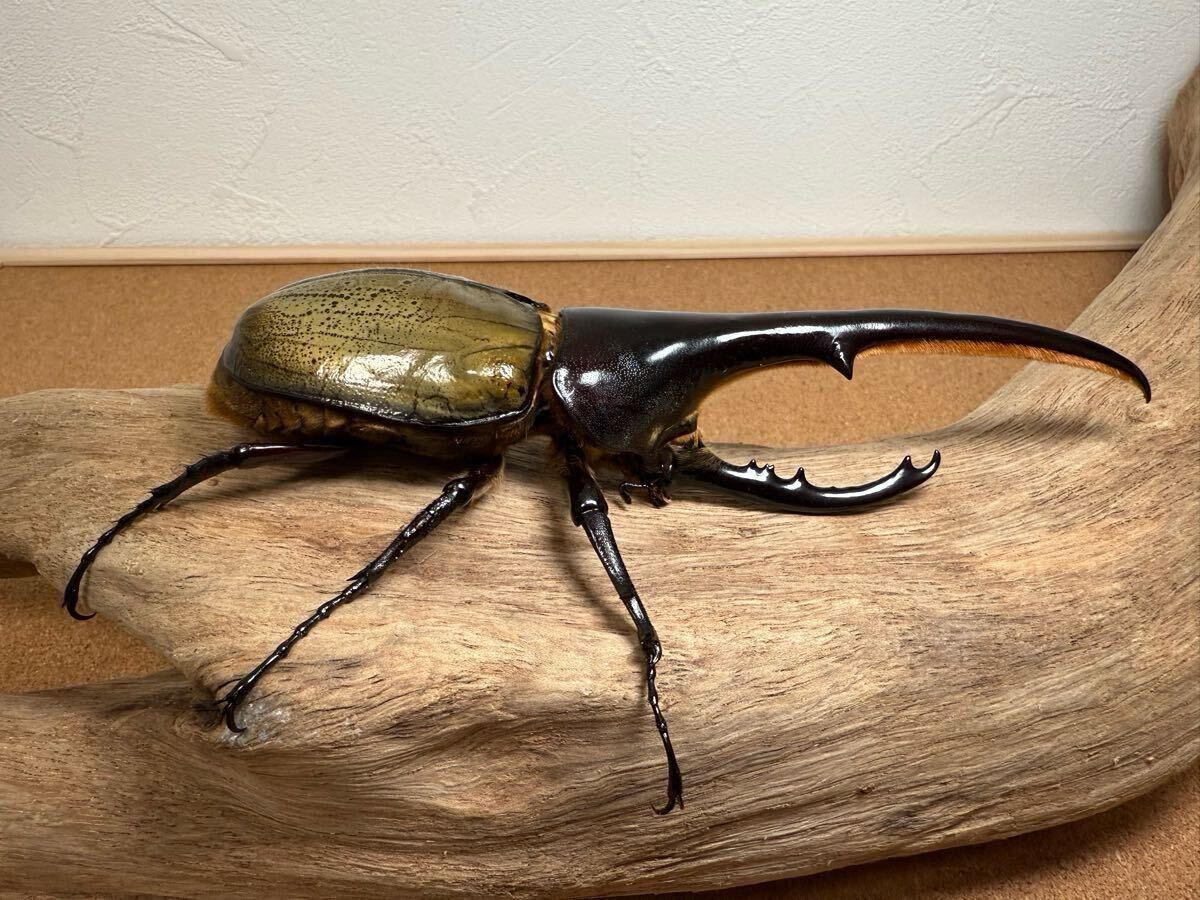 Yahoo!オークション - DHヘラクレス 158mm オス単品 CBF1 新成虫 ヘラ...