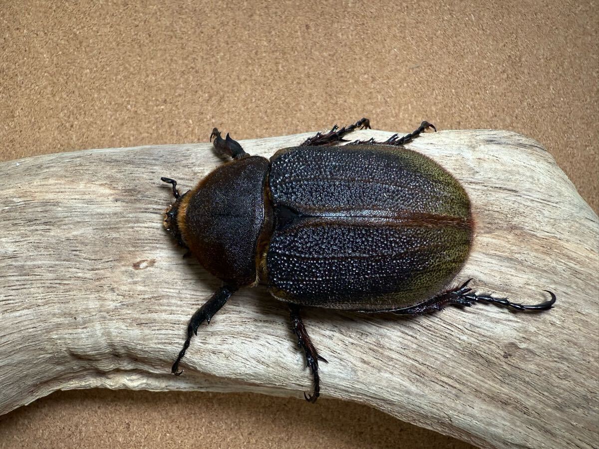 Yahoo!オークション - DHヘラクレス メス単品 CBF1 新成虫 74mm ヘラク...