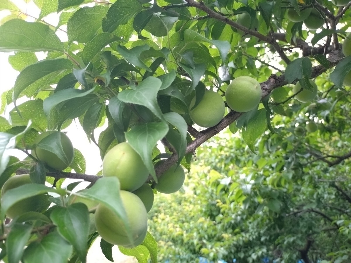 Yahoo!オークション - 訳あり 紀州南高梅 青梅 1kg L〜2Lサイズ 和歌山...