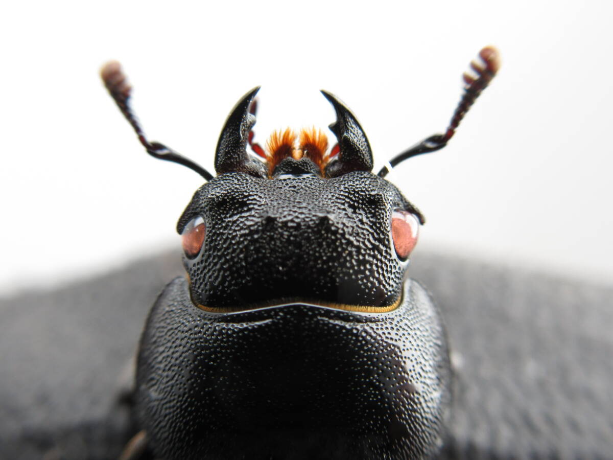 Yahoo!オークション - B026 レッドアイコクワガタ 成虫♀ RR 赤眼