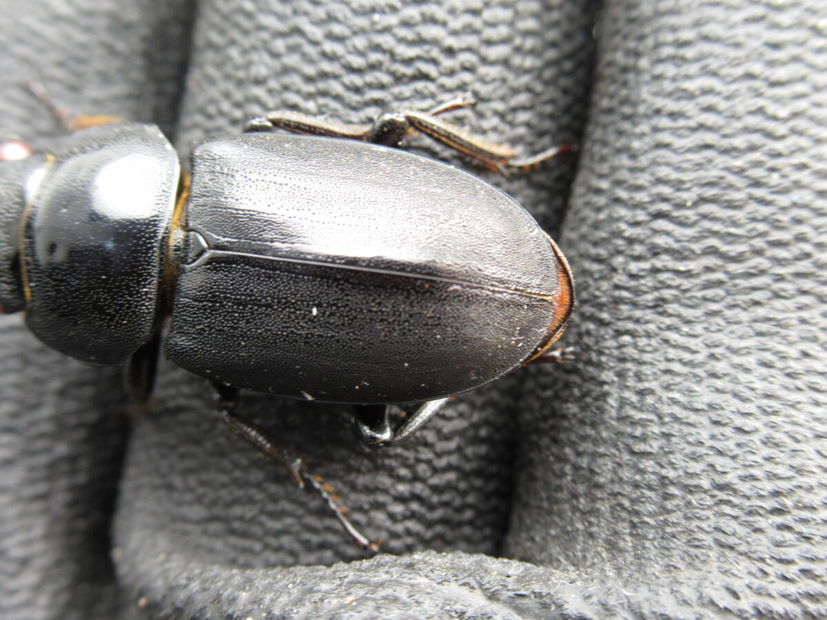 Yahoo!オークション - B026 レッドアイコクワガタ 成虫♀ RR 赤眼