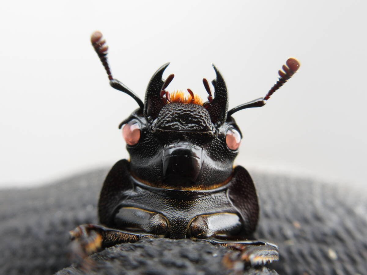 Yahoo!オークション - B026 レッドアイコクワガタ 成虫♀ RR 赤眼