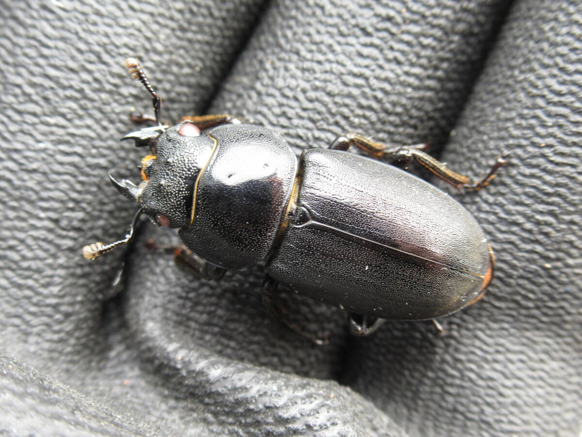 Yahoo!オークション - B026 レッドアイコクワガタ 成虫♀ RR 赤眼