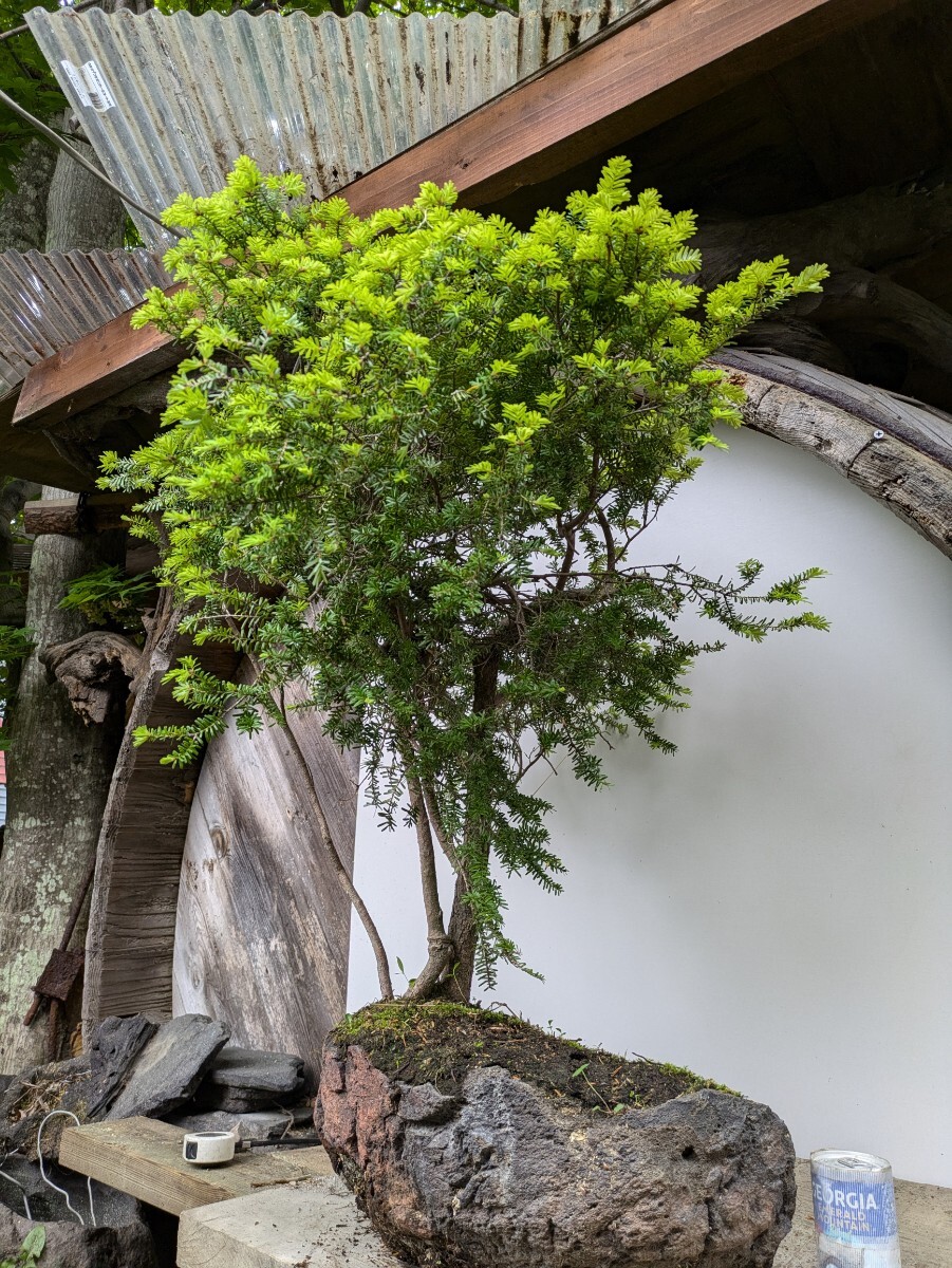 Yahoo!オークション - 米栂と溶岩鉢 盆栽素材