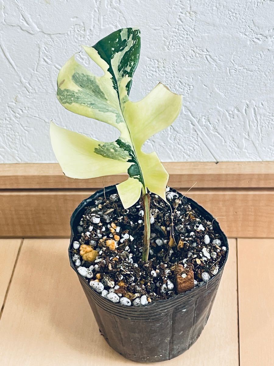 Yahoo!オークション - 1)ラフィドフォラ テトラスペルマ 斑入りヒメモ...