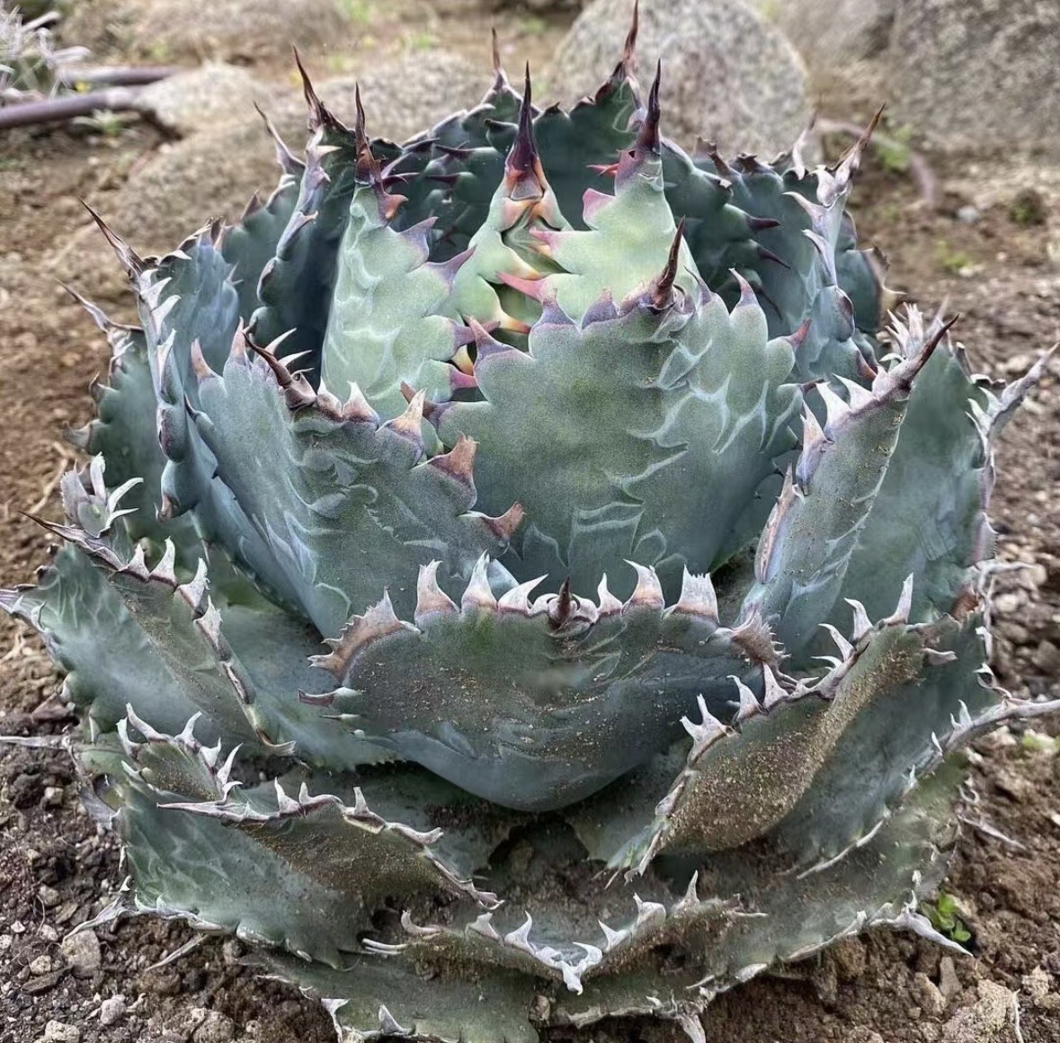 Yahoo!オークション - AE7 多肉植物 アガベ ハイブリッド パラサナ×イ...