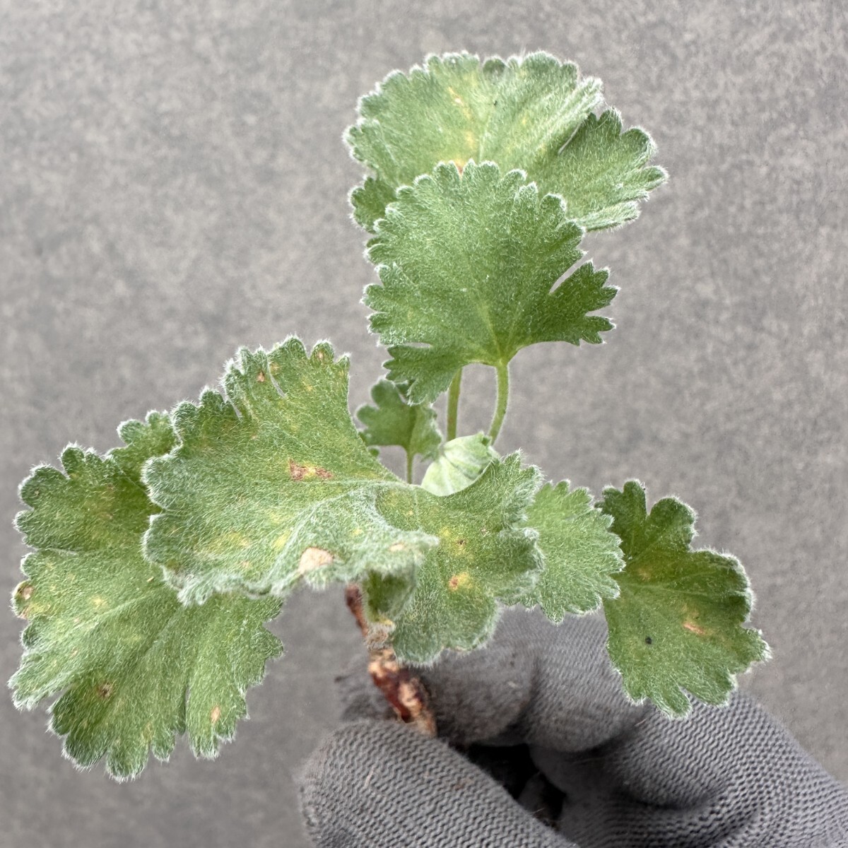 Yahoo!オークション - AC7多肉植物 塊根植物 ミラビレ ペラルゴニウム ...