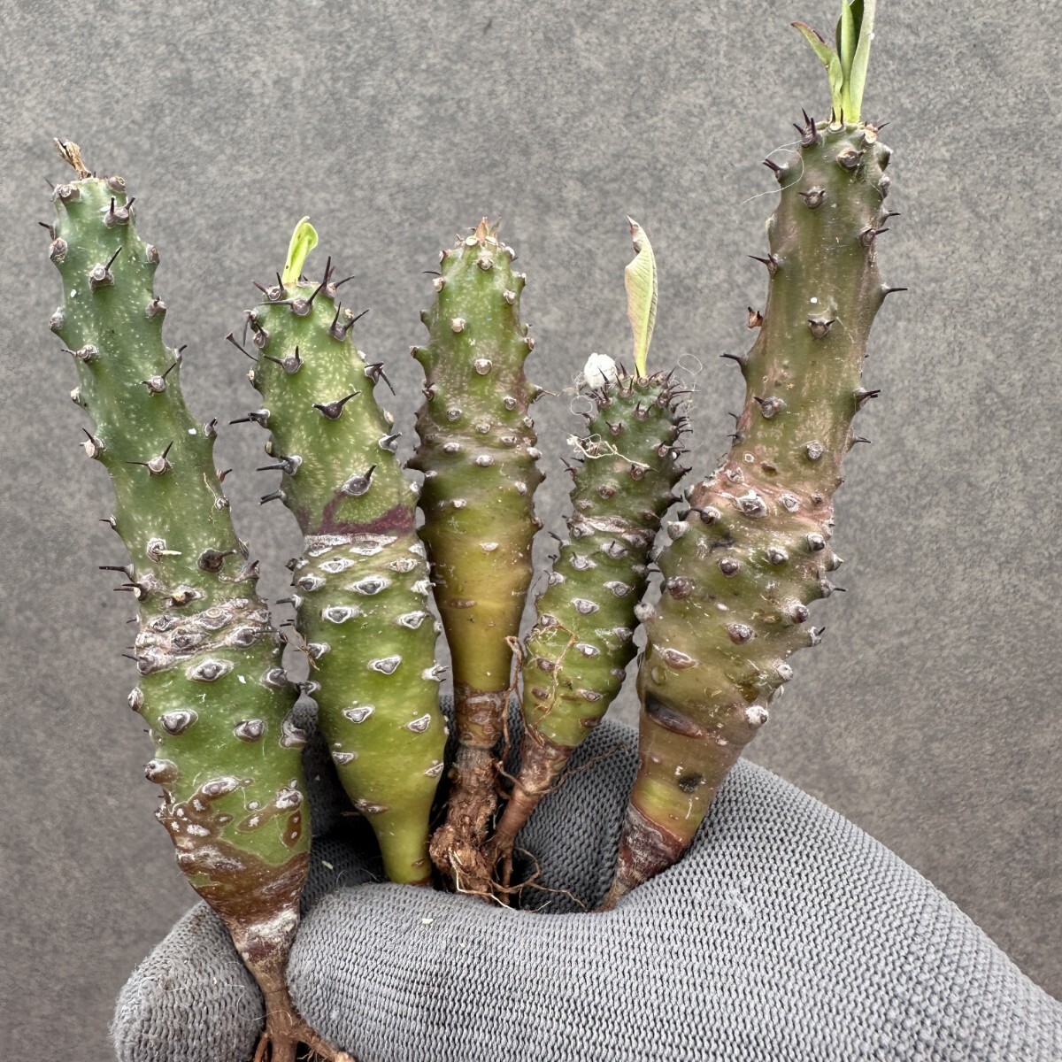 Yahoo!オークション - AC30 多肉植物 球根 塊根植物 珍奇植物 ユーフォ...