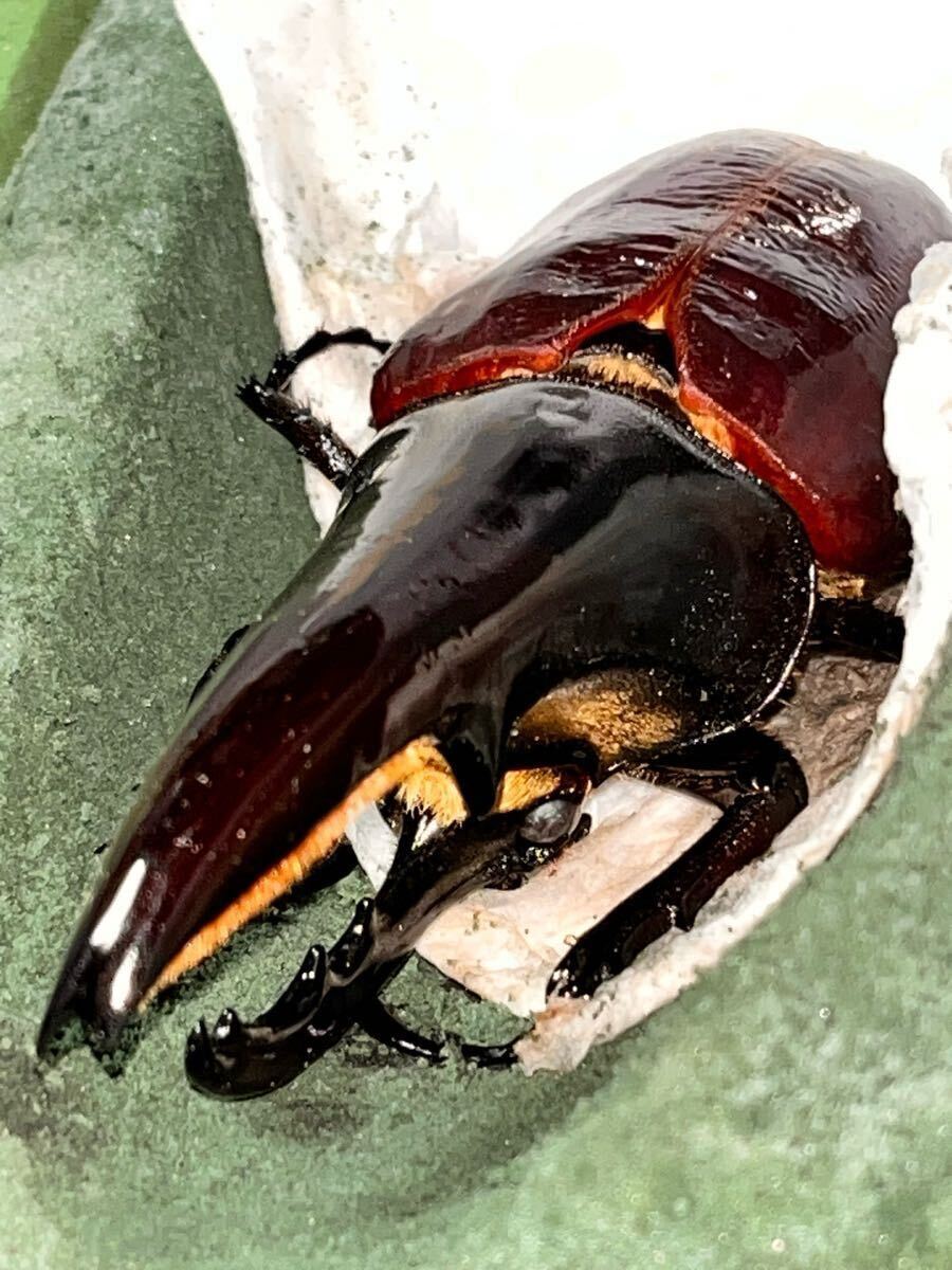 Yahoo!オークション - DH 極太極短血統 C68メテオゴールドLINEペアー