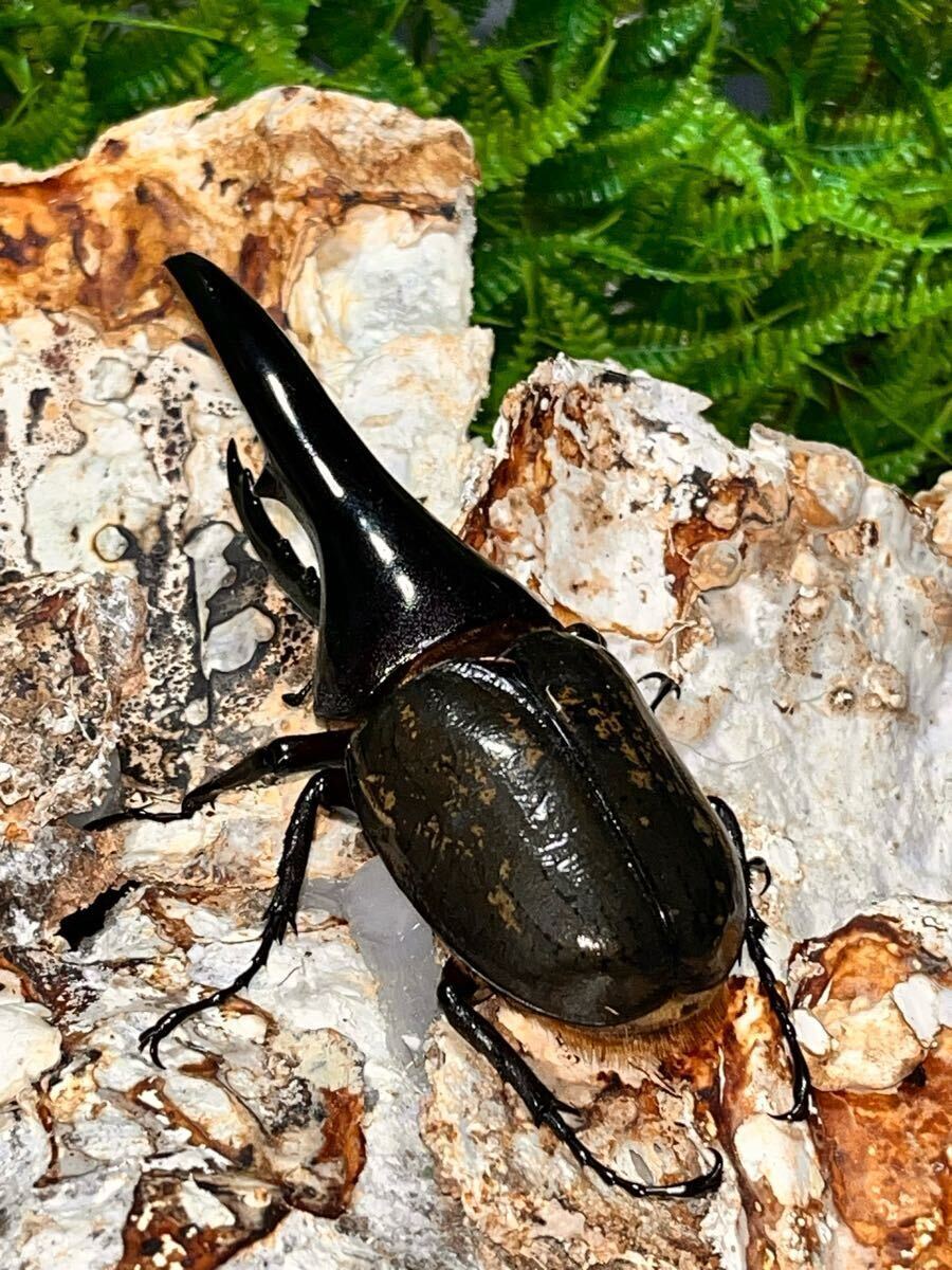 Yahoo!オークション - DH 極太極短血統 C68メテオゴールドLINEペアー