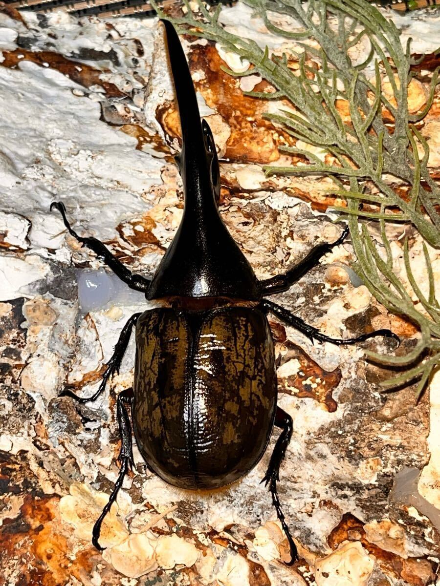 Yahoo!オークション - DH極太極短C68メテオシルバーLINEノーマルペア♂...