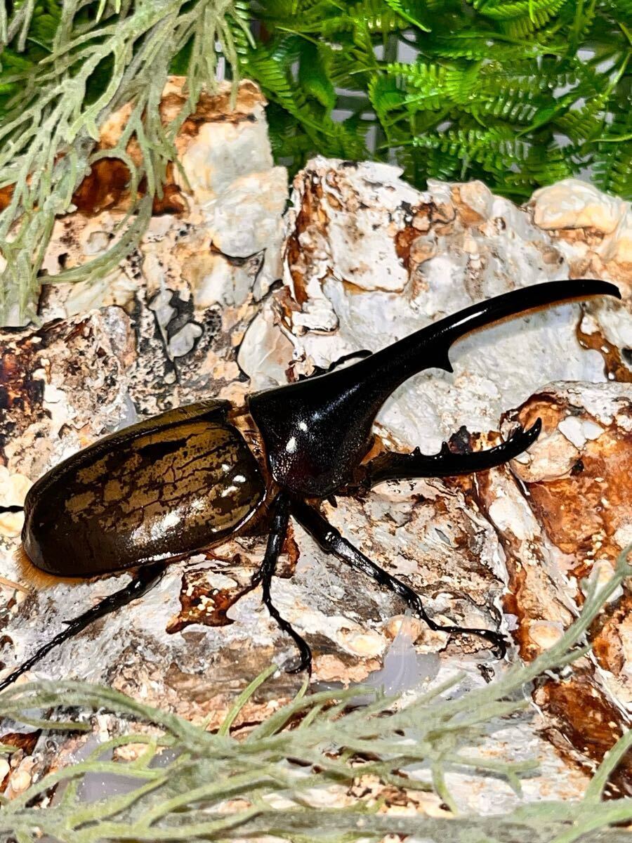 Yahoo!オークション - DH極太極短C68メテオシルバーLINEノーマルペア♂...