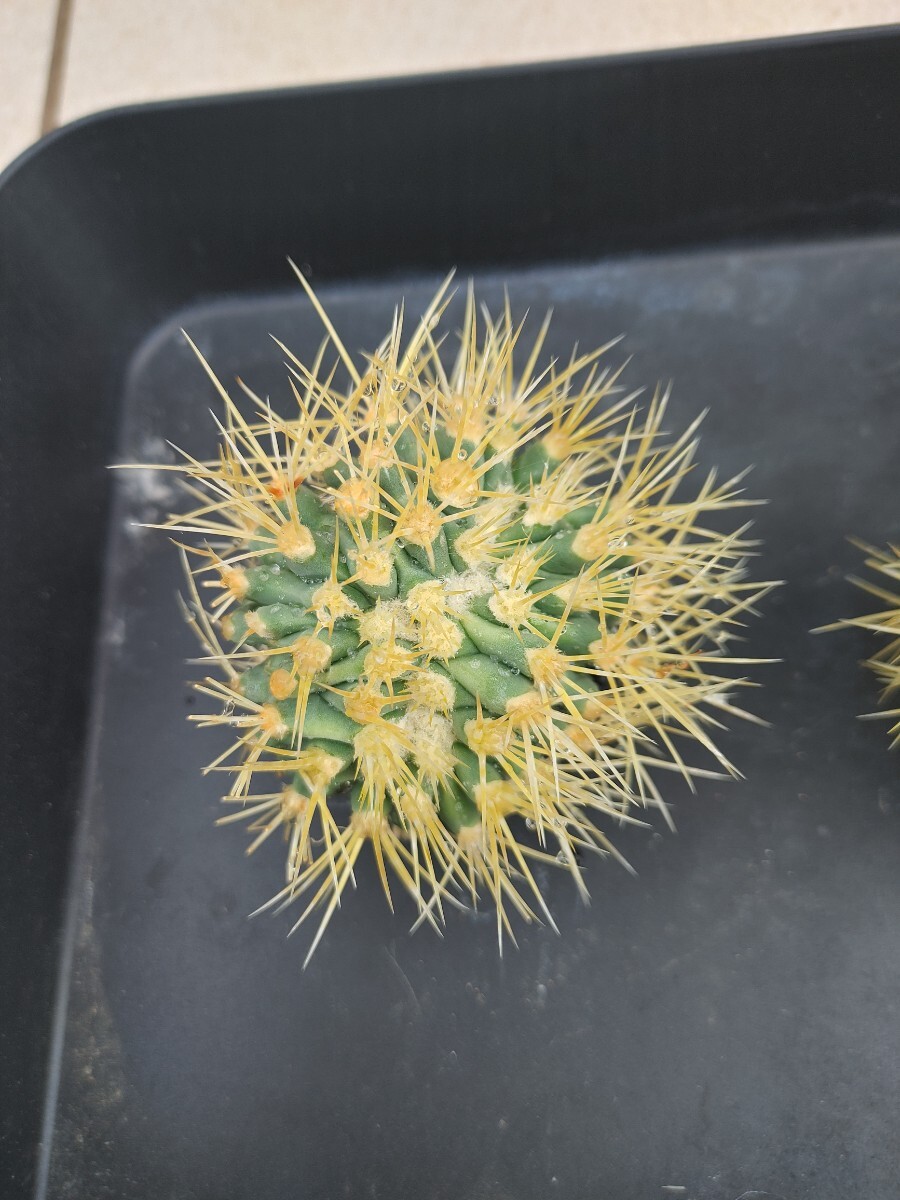 Yahoo!オークション - 【Omc Labo】フェロカクタス王冠竜2株セット 綴...