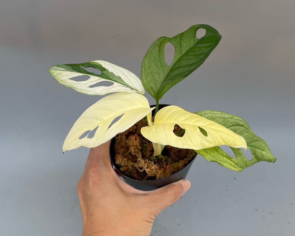 Yahoo!オークション - モンステラ アダンソニー バリエガータ ② 白斑...