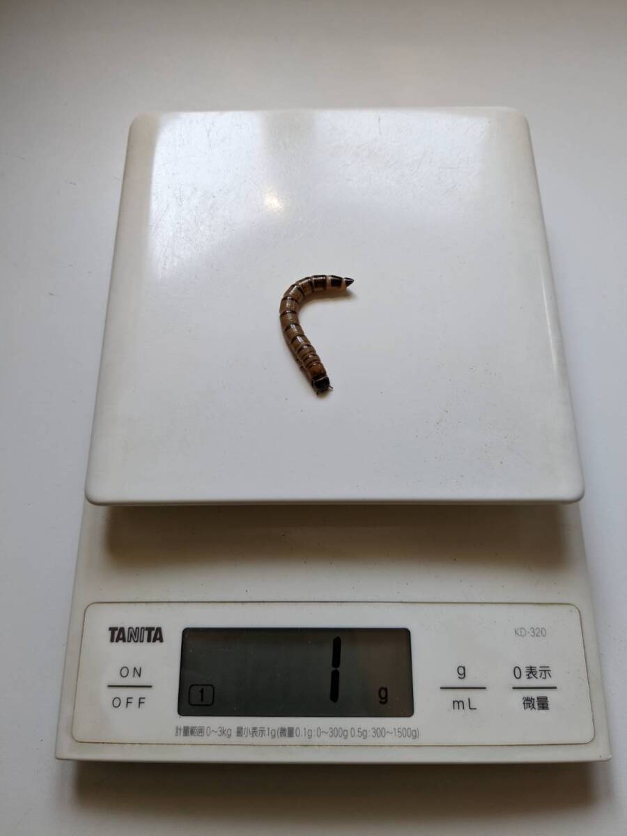 Yahoo!オークション - ジャイアントミルワーム 200g+10g （20...