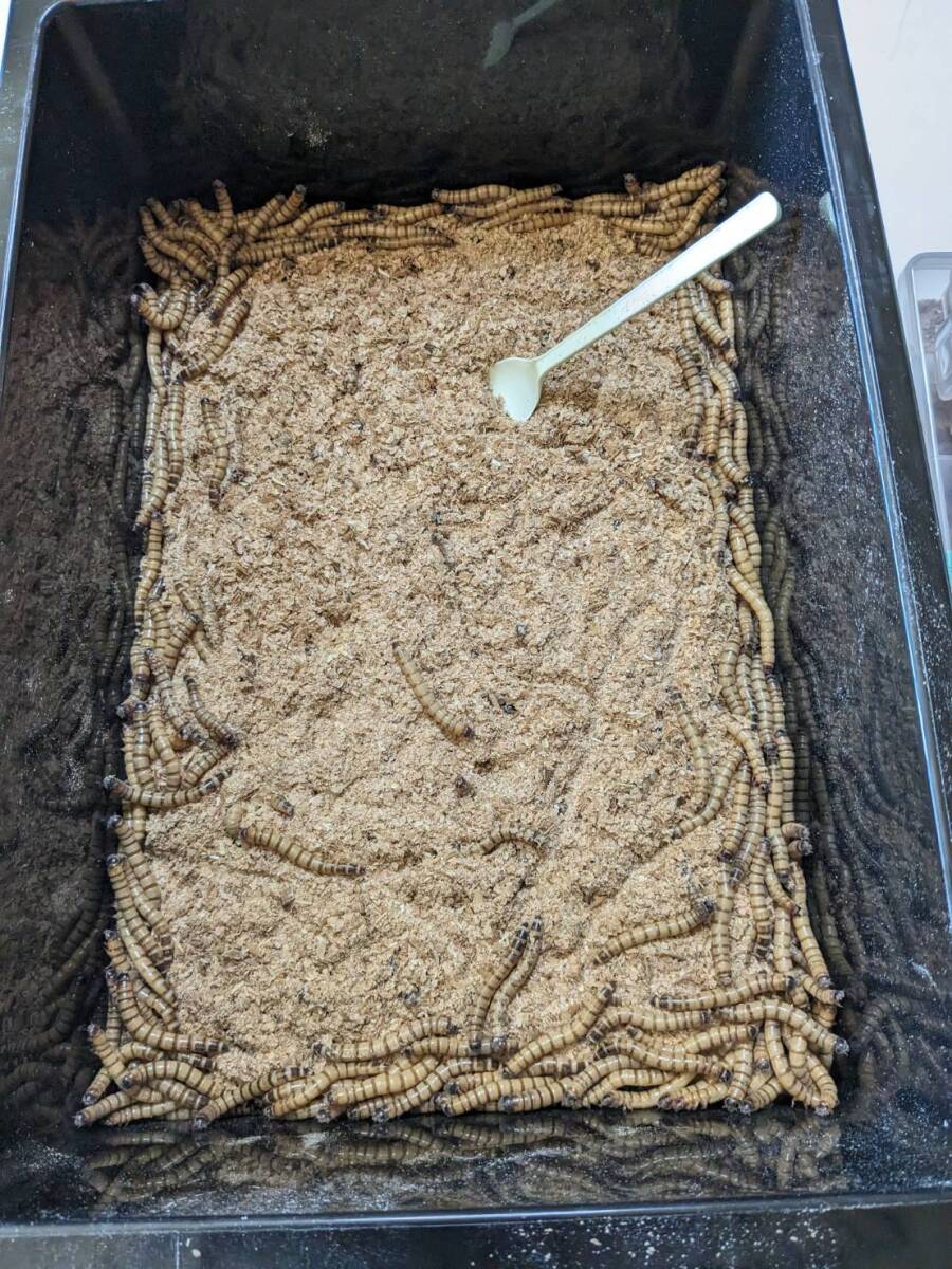 Yahoo!オークション - ジャイアントミルワーム 200g+10g （20...