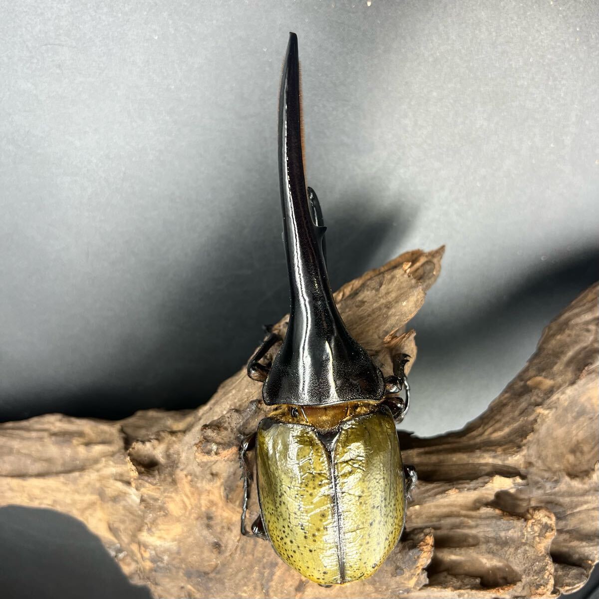 Yahoo!オークション - 【BULL×LS】DHヘラクレス幼虫3匹158mm(親163.4m...