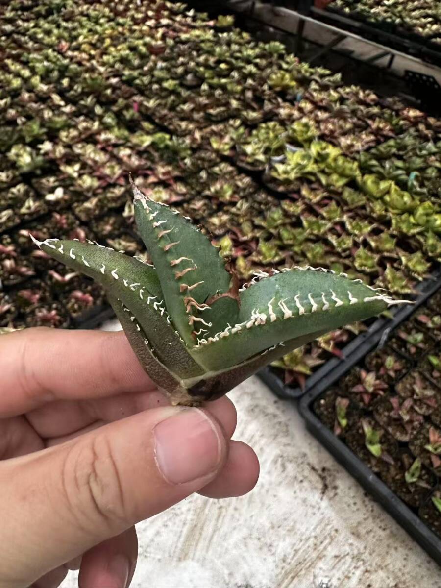 Yahoo!オークション - V-4多肉植物 アガベ チタノタ悪魔くんBAKEMONO ...