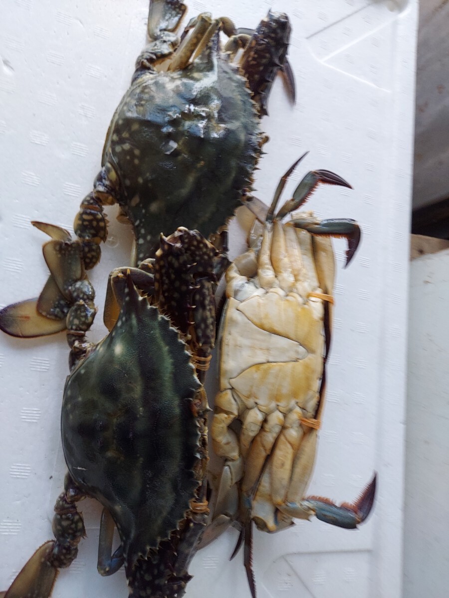 Yahoo!オークション - 生渡りがに雄22cm 330g位1匹598円即決