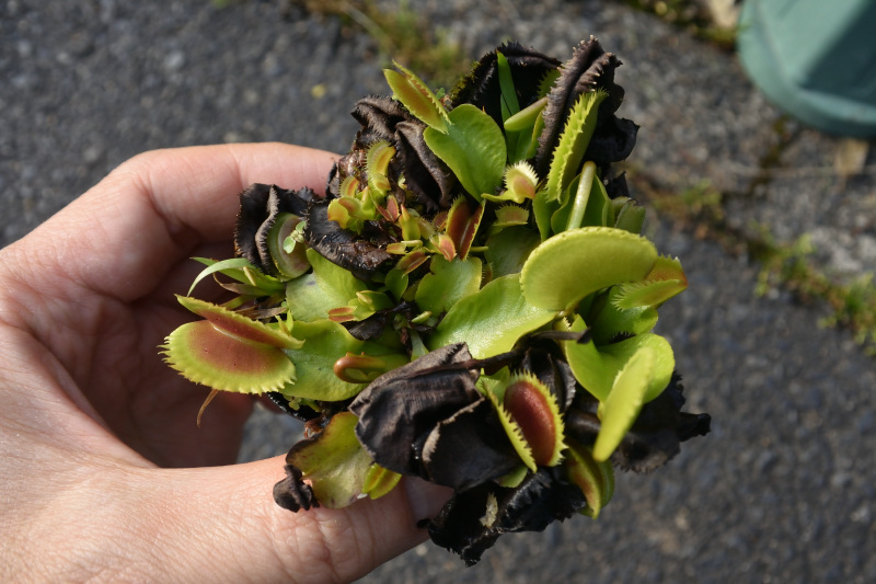Yahoo!オークション - 【食虫植物】 Dionaea muscipula Saw Tooth BCP