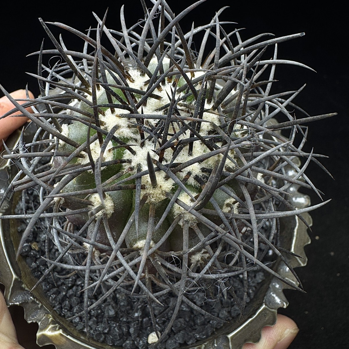 Yahoo!オークション - 17D コピアポア グリセオビオラセア 栗星玉 spic...