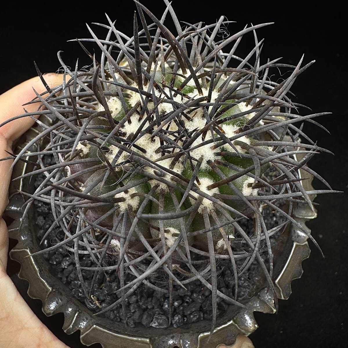 Yahoo!オークション - 17D コピアポア グリセオビオラセア 栗星玉 spic...