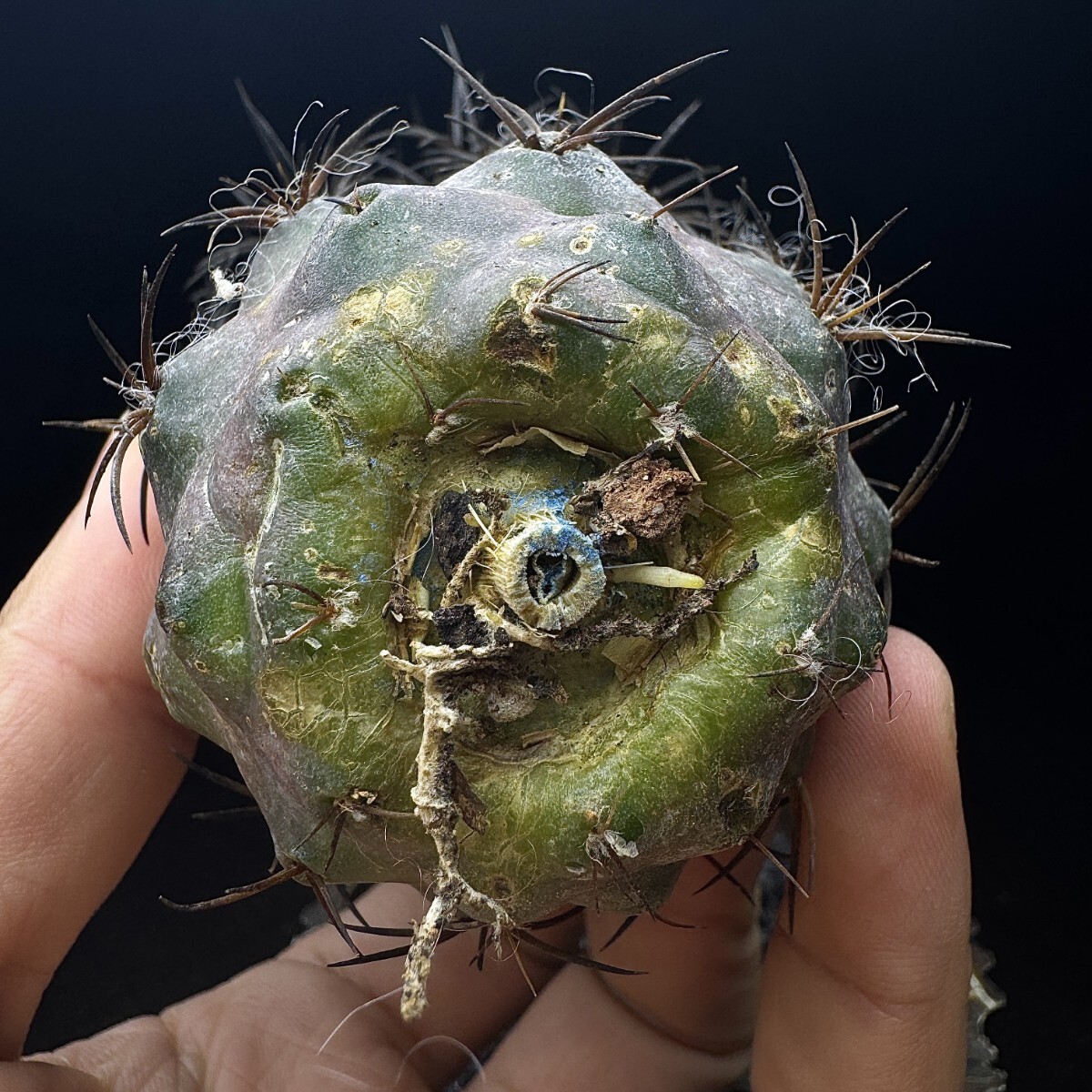 Yahoo!オークション - 17D コピアポア グリセオビオラセア 栗星玉 spic...