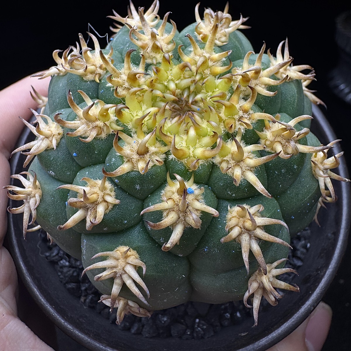 Yahoo!オークション - 21D サボテン 多肉植物 短刺天平丸 ギムノカリキ...