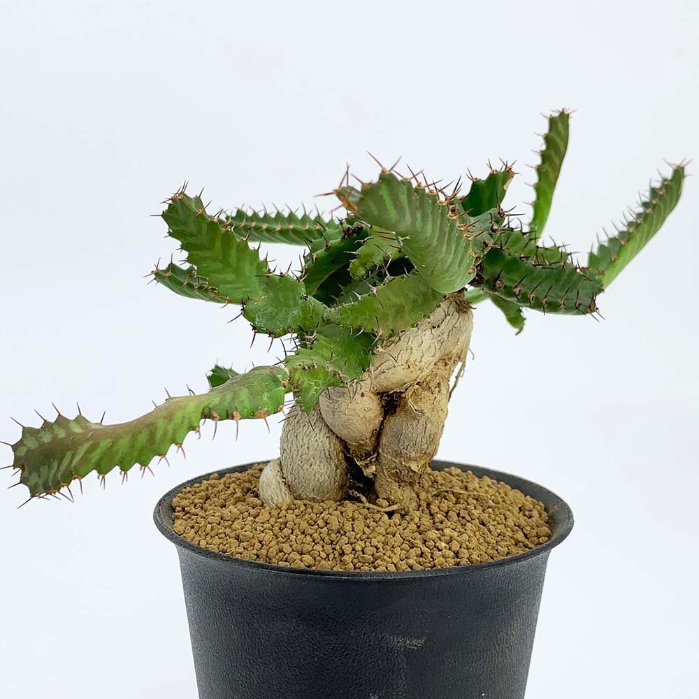 Yahoo!オークション - ユーフォルビア ステラータ / 飛竜 3.5号 A0311