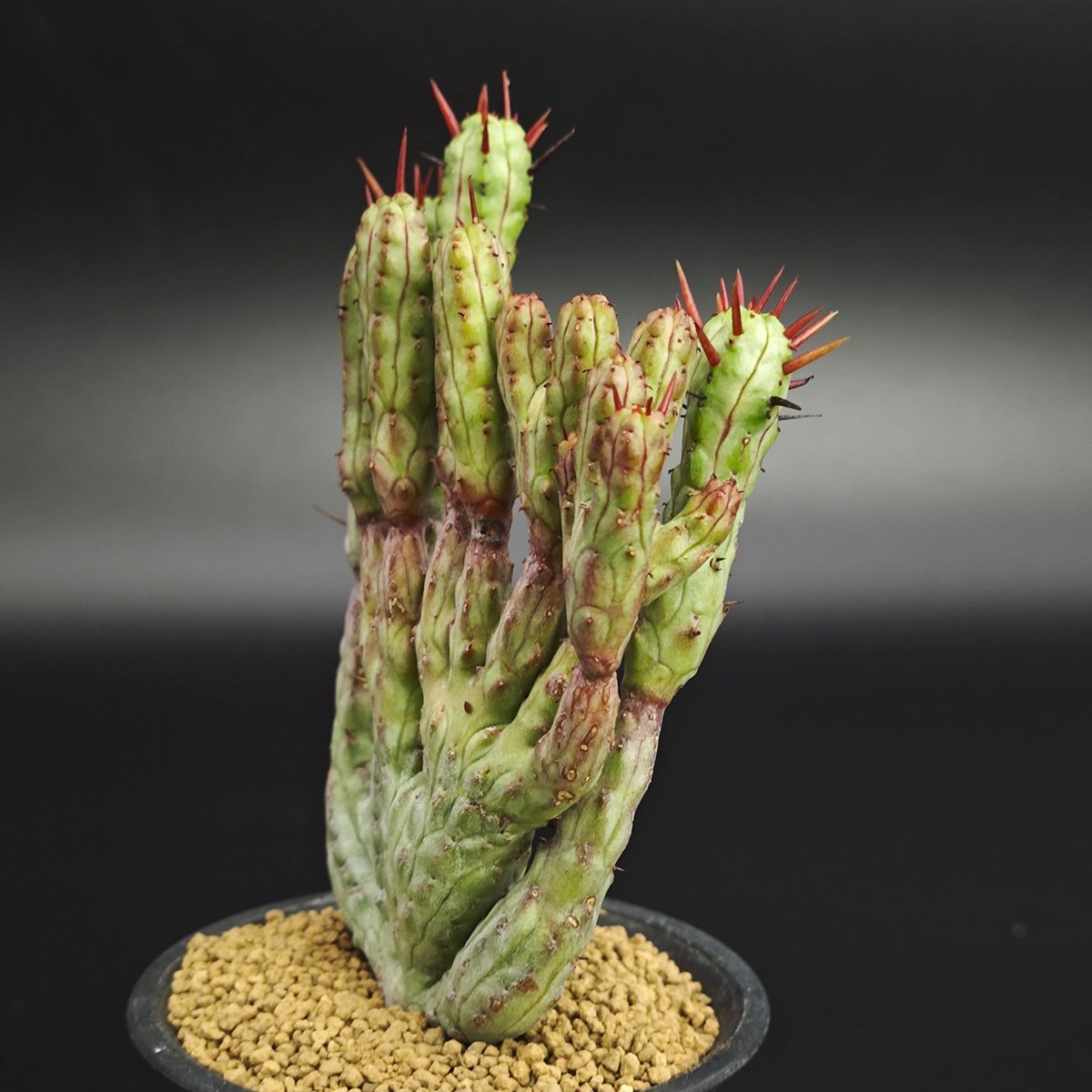 Yahoo!オークション - ユーフォルビア エノプラ 綴化 モンストローサ 2...