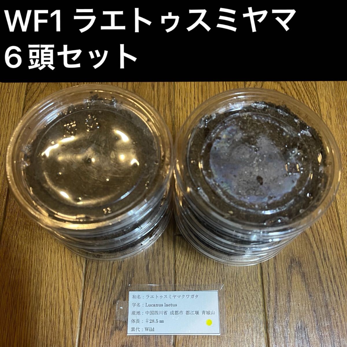 Yahoo!オークション - WF1【ラエトゥスミヤマ】6頭セット 幼虫 ラエト...