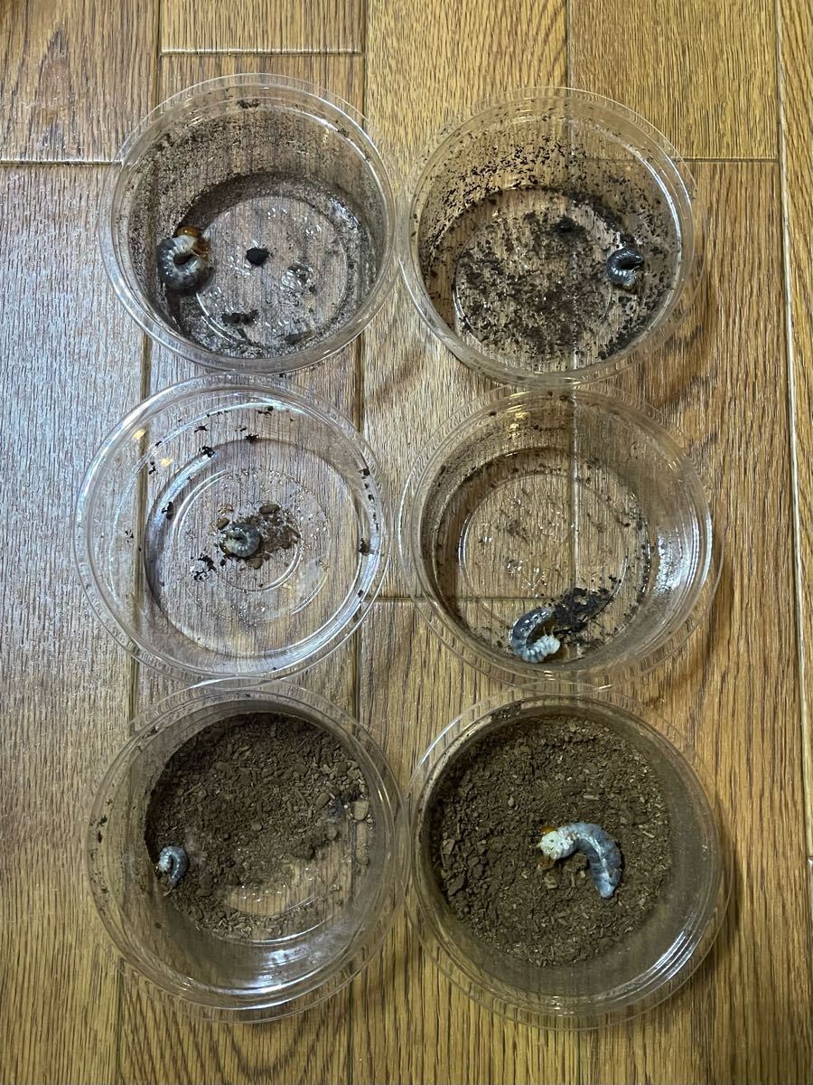 Yahoo!オークション - WF1【ラエトゥスミヤマ】6頭セット 幼虫 ラエト...