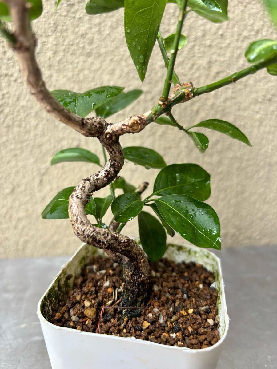 Yahoo!オークション - 真弓(まゆみ)