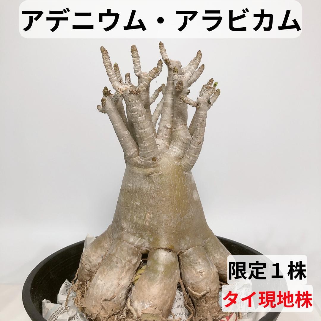 Yahoo!オークション - PA74 アデニウム アラビカム 特大 7号サイズ た...