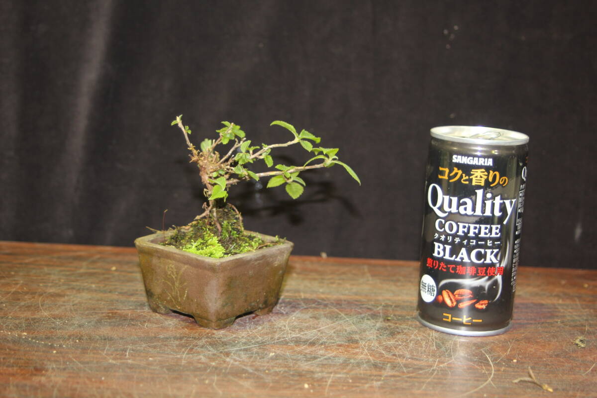 Yahoo!オークション - リョウブ ミニ A65