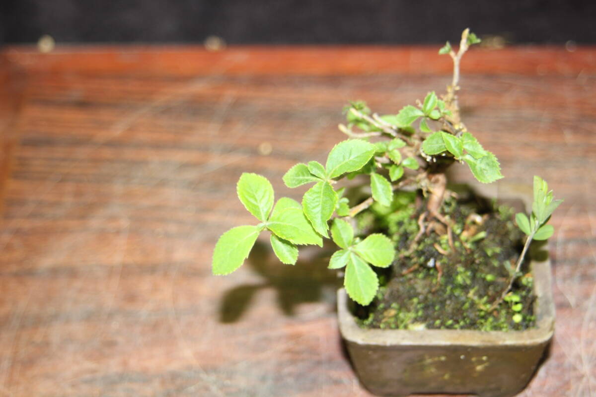 Yahoo!オークション - リョウブ ミニ A65