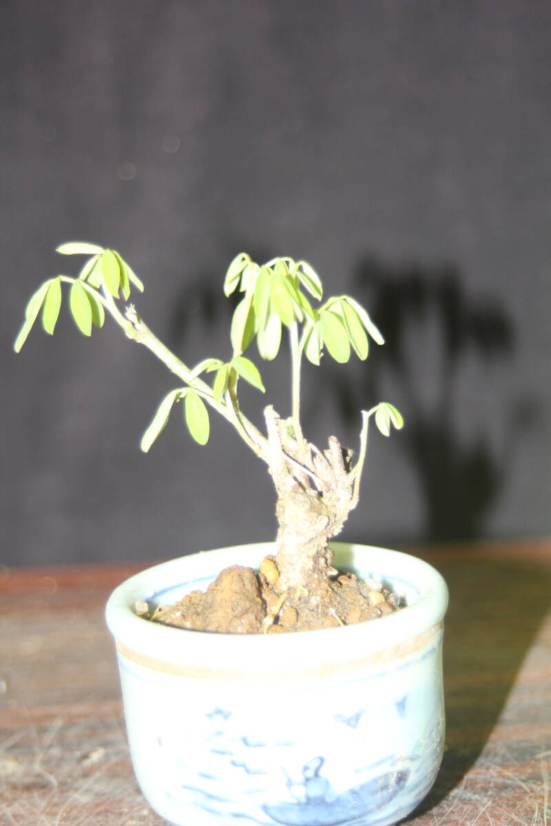 Yahoo!オークション - 豆盆栽 イタチ萩 9