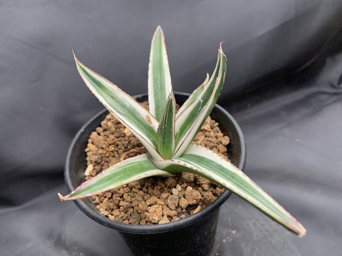 Yahoo!オークション - サボテン・多肉植物 B33 氷山