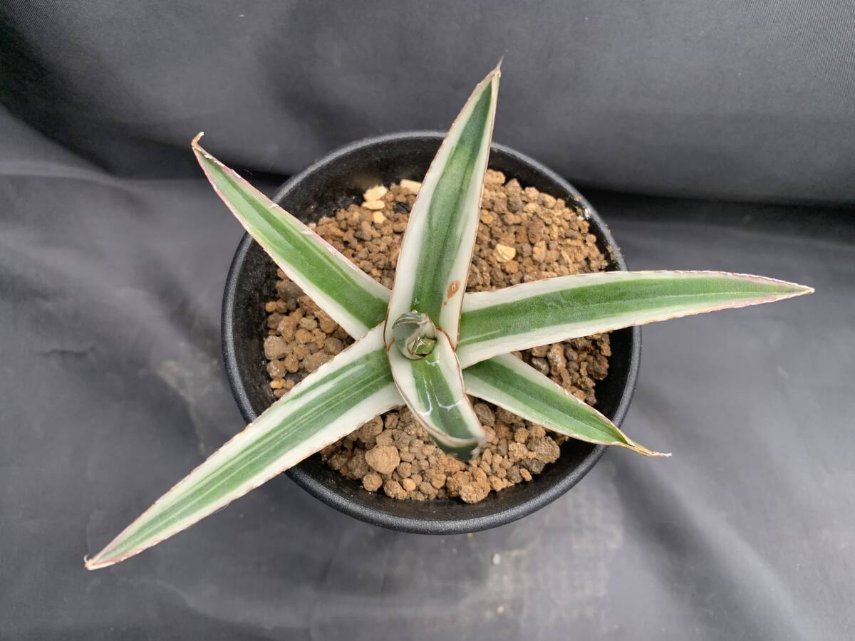 Yahoo!オークション - サボテン・多肉植物 B33 氷山