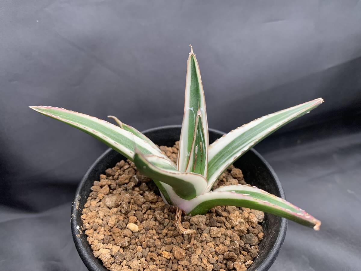 Yahoo!オークション - サボテン・多肉植物 B33 氷山