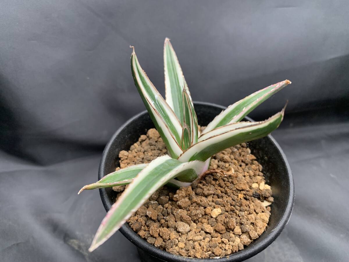 Yahoo!オークション - サボテン・多肉植物 B33 氷山