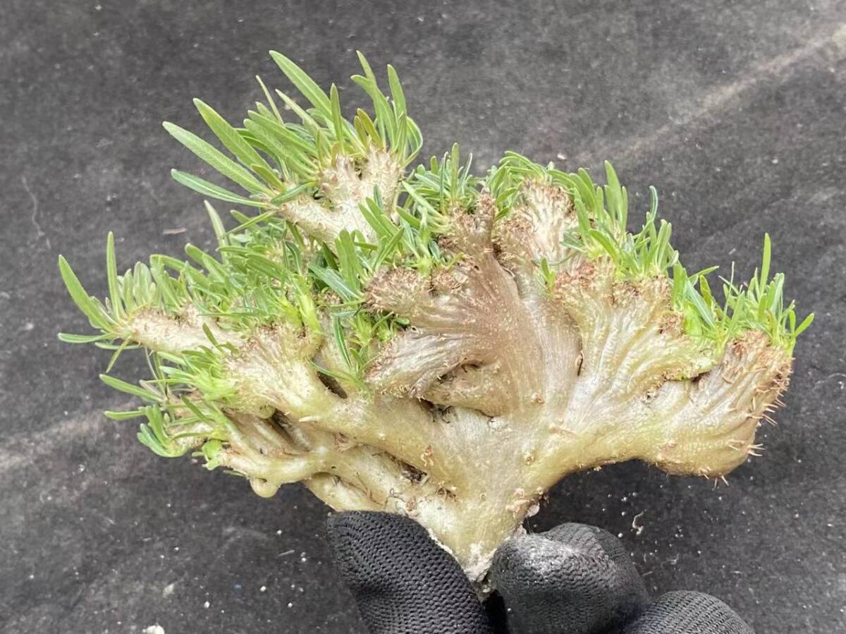 Yahoo!オークション - Q65 多肉植物 パキポディウム グラキリス 綴化 ...