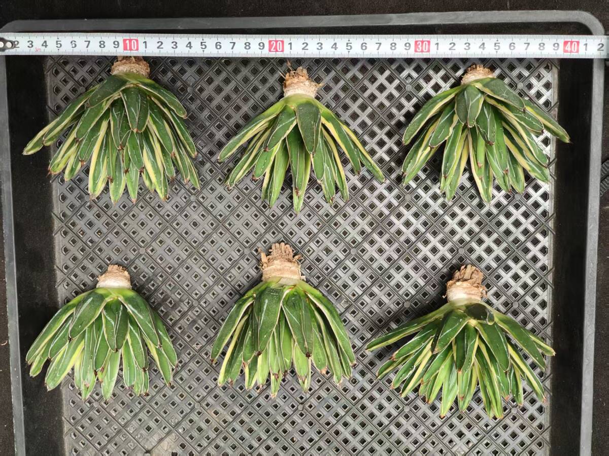 Yahoo!オークション - 399専用です