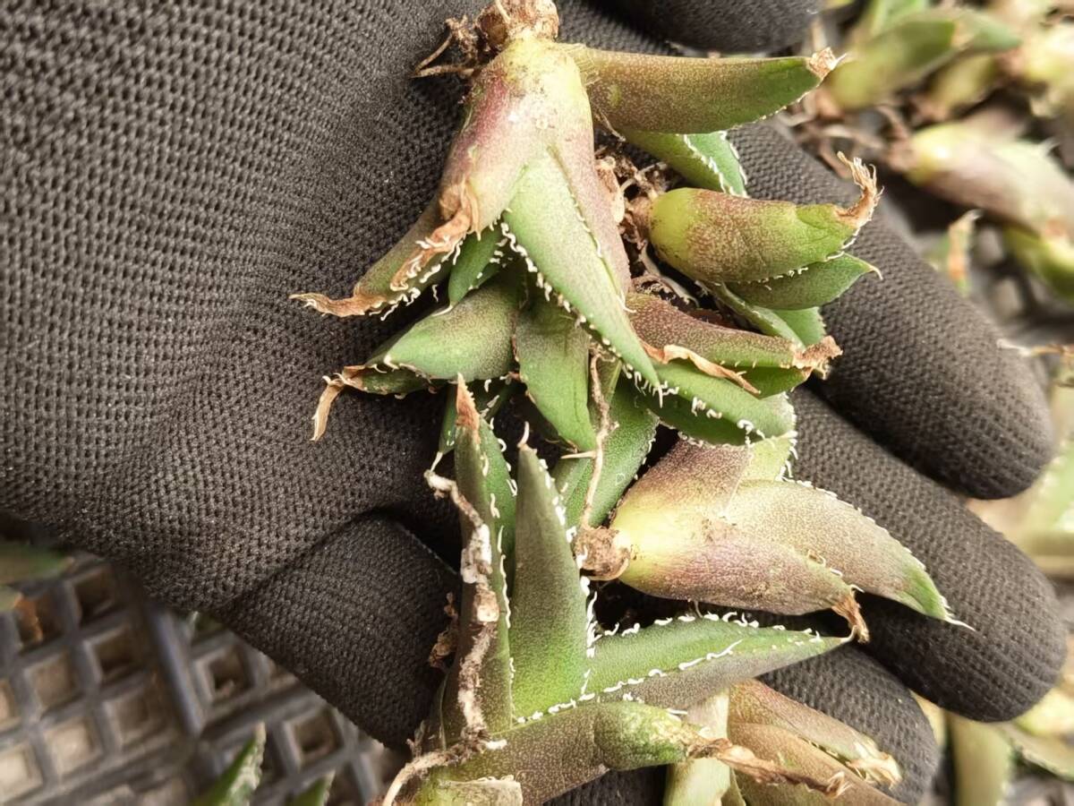 Yahoo!オークション - Q23 アガベ チタノタ ゴジラ GODZILLA 台湾株 優...